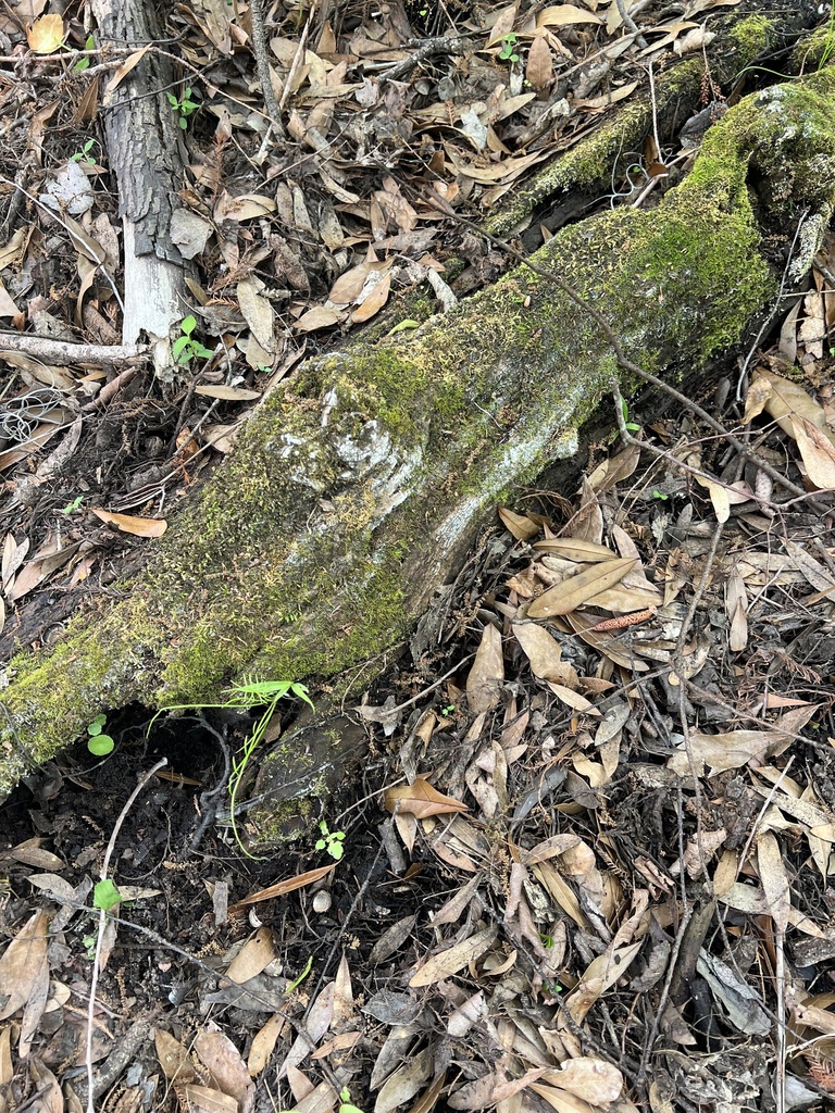 mosses from Lettuce Lake Conservation Park, Tampa, FL, US on February ...