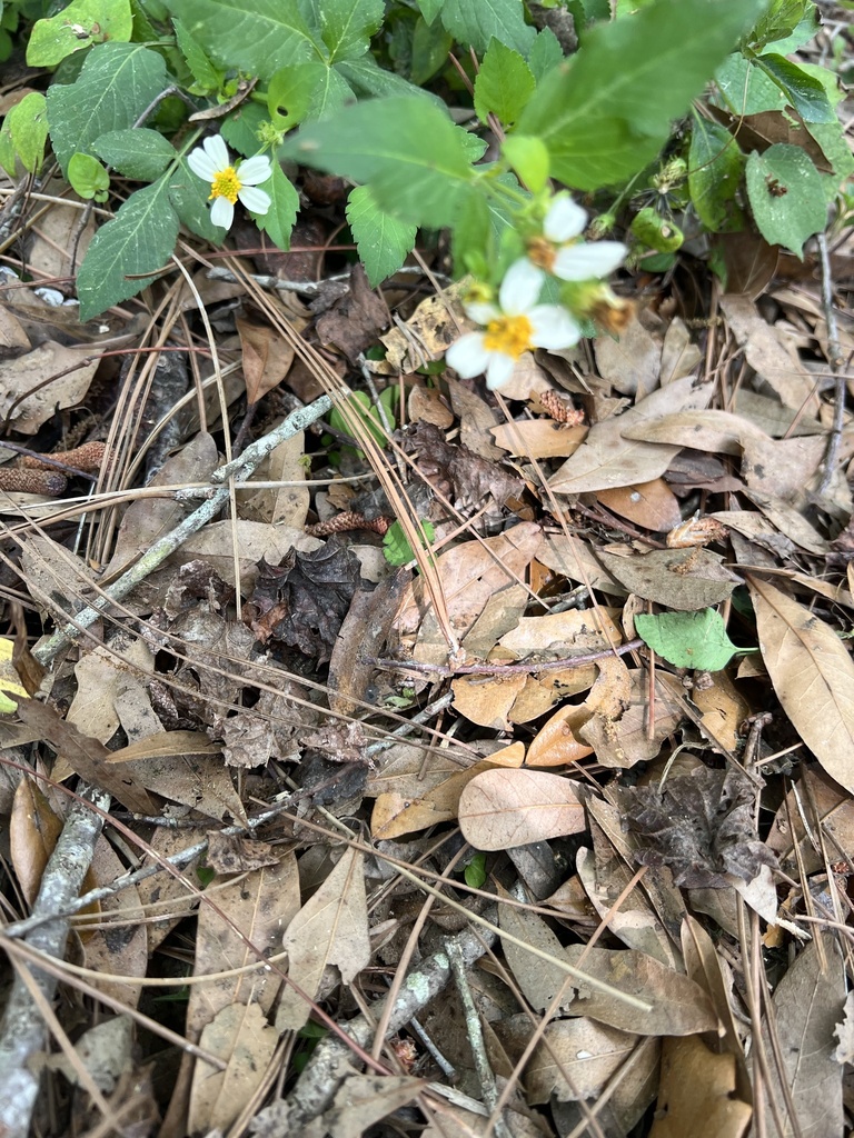 White beggarticks from Lettuce Lake Conservation Park, Tampa, FL, US on ...