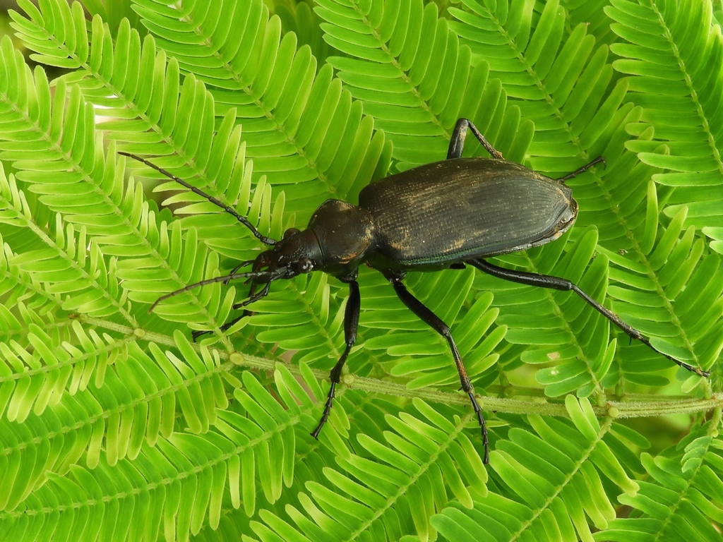 Calosoma angulatum from Mazatlán, Sin., México on August 08, 2019 at 10 ...