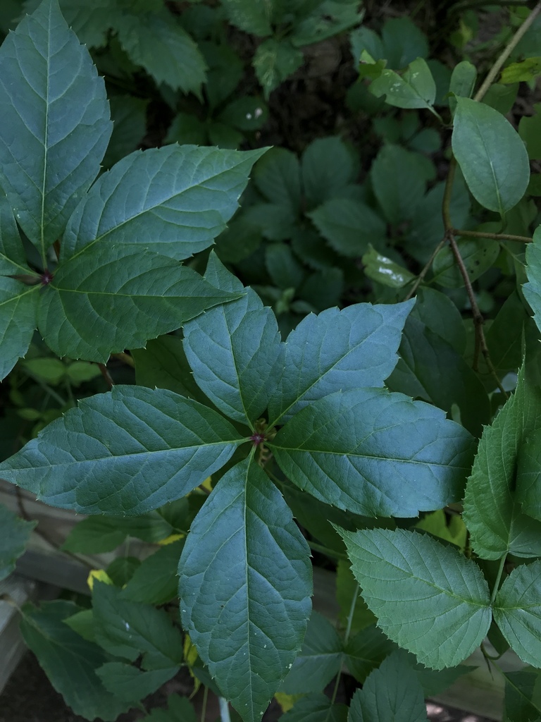 thicket creeper from 13108, Marcellus, NY, US on August 8, 2019 at 01: ...