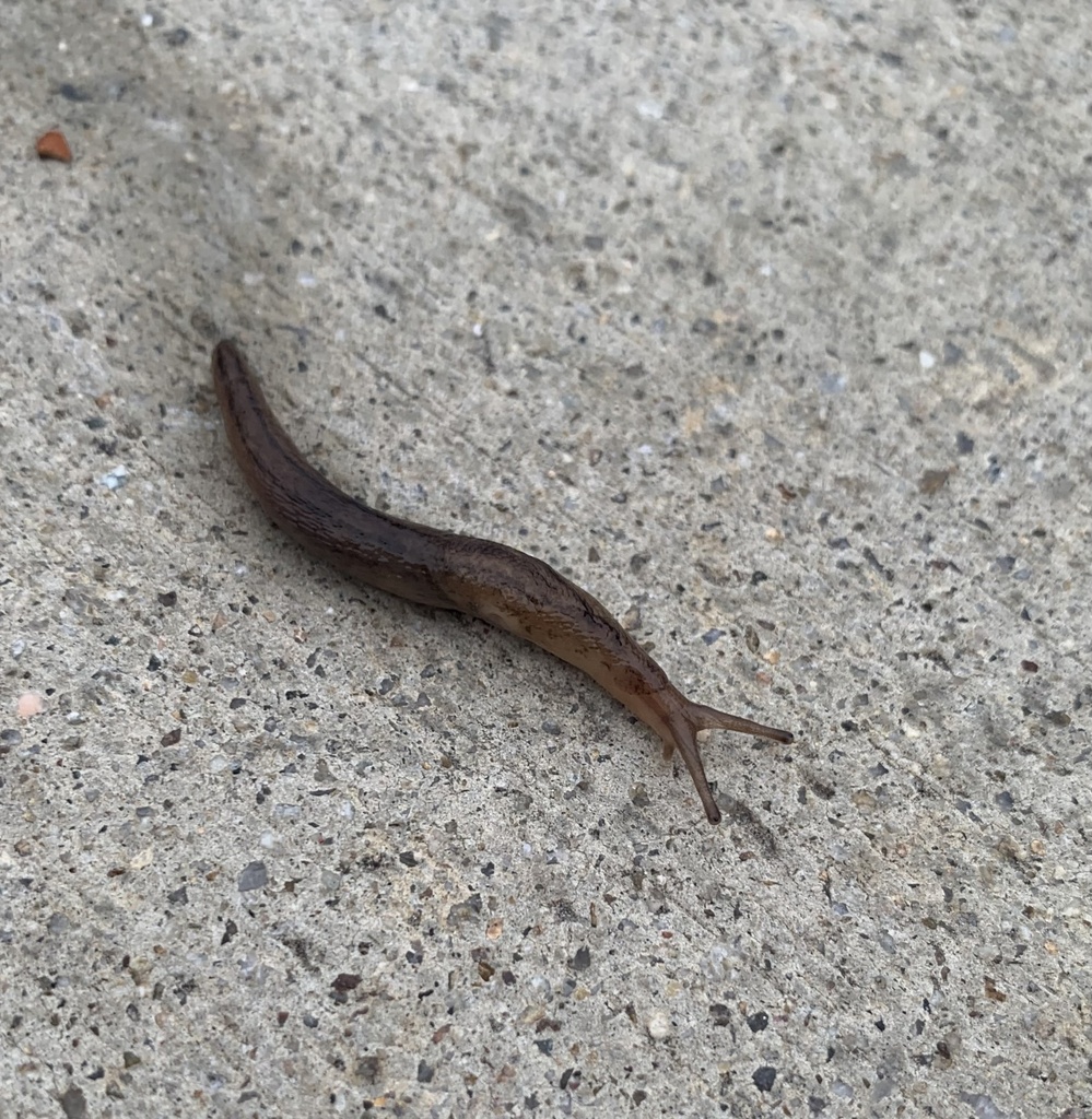 Threeband Slugs from Emerald Drive, Vista, CA, US on March 11, 2025 at ...