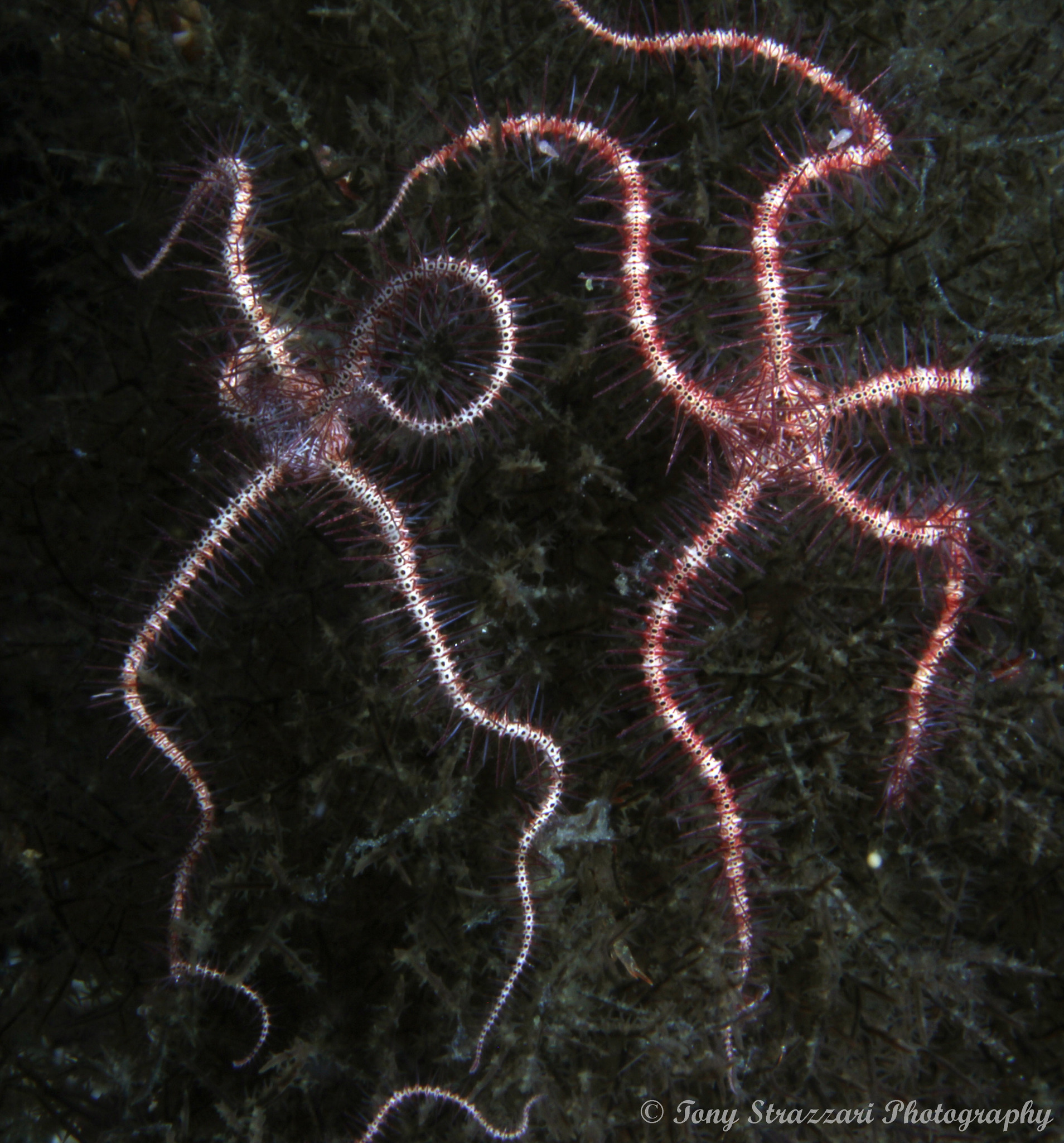 Ophiothrix foveolata Marktanner-Turneretscher, 1887