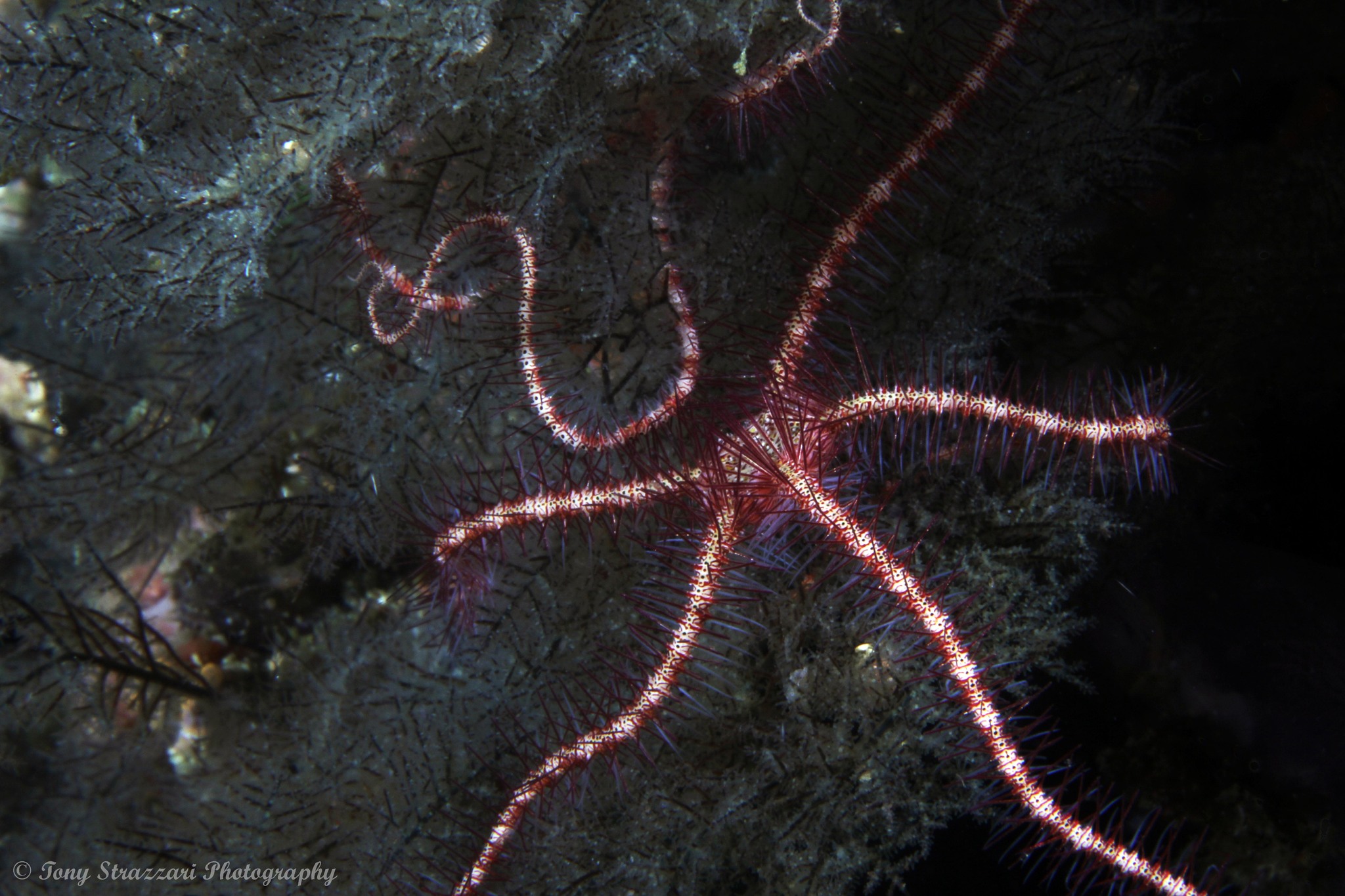 Ophiothrix foveolata Marktanner-Turneretscher, 1887