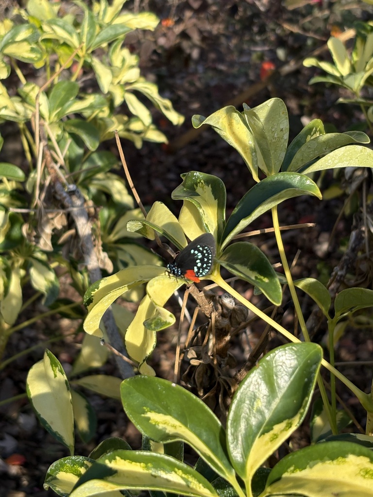 Atala from University of South Florida - Interdisciplinary Sciences ...