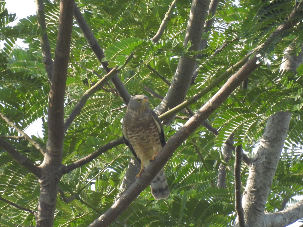 Roadside Hawk from Pijijiapan, Chis., México on March 11, 2025 at 09:04 ...