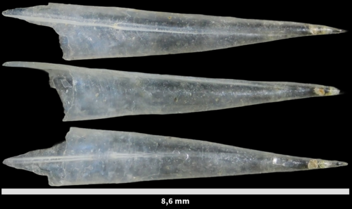 スジウキヅノガイ (Styliola subula)