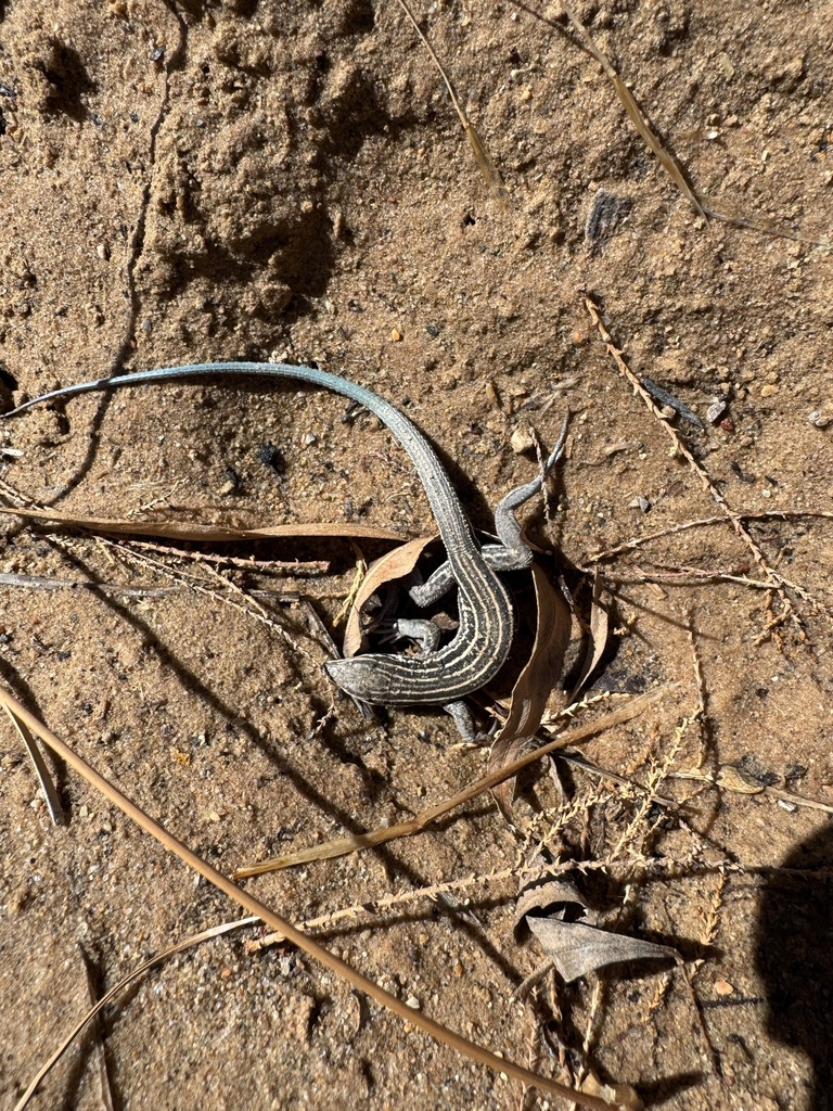 Plateau Striped Whiptail from Zion National Park, Virgin, UT, US on ...
