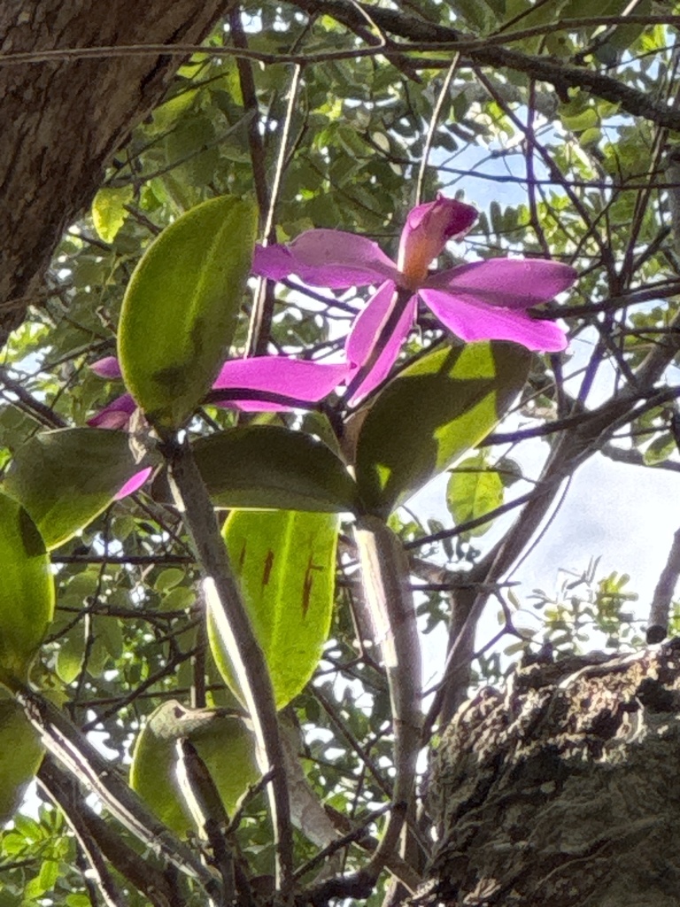 Cattleya violacea from Upper Takutu-Upper Essequibo, GY on March 11 ...