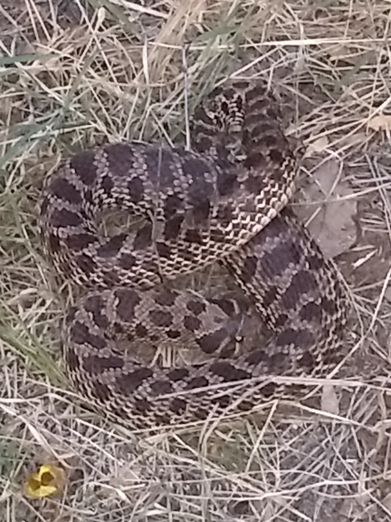 Plains Hognose Snake from 4686 E County Rd 140, Midland, TX 79706, USA ...
