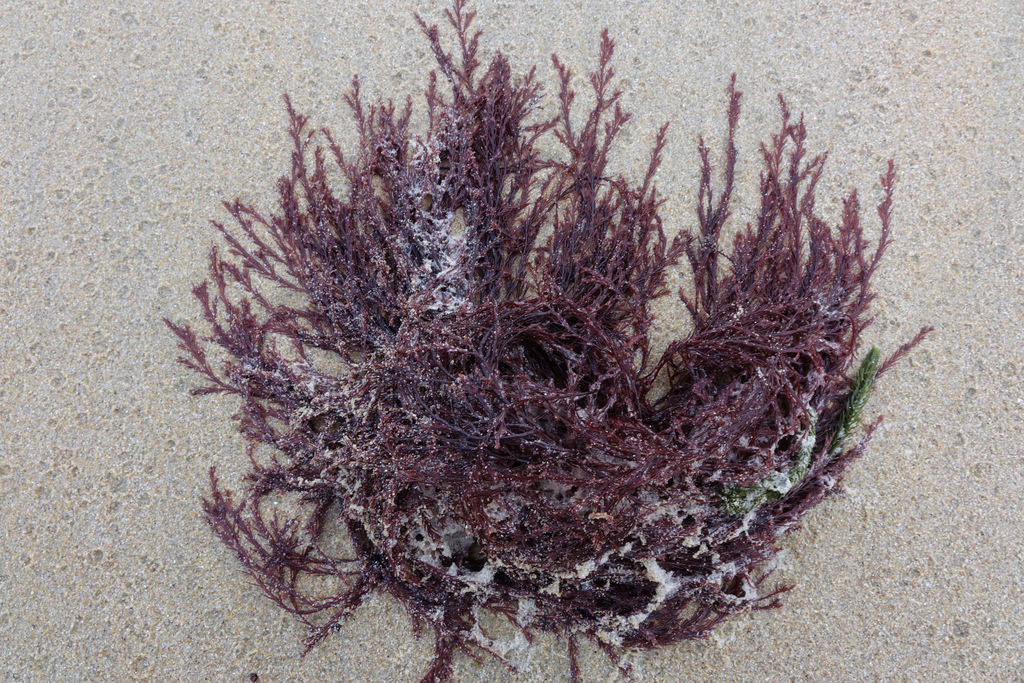 Florideophyceae from Southland, New Zealand on August 05, 2019 at 11:16 ...