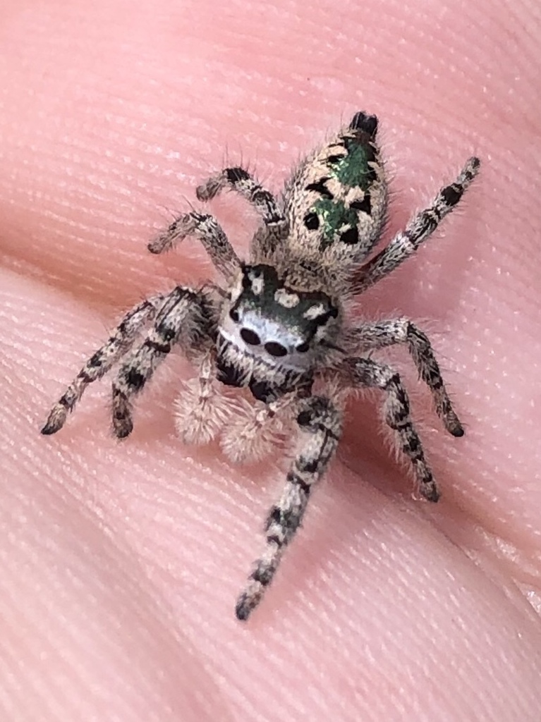 canopy jumping spider from 111 N East Blvd, Newfield, NJ, US on August ...