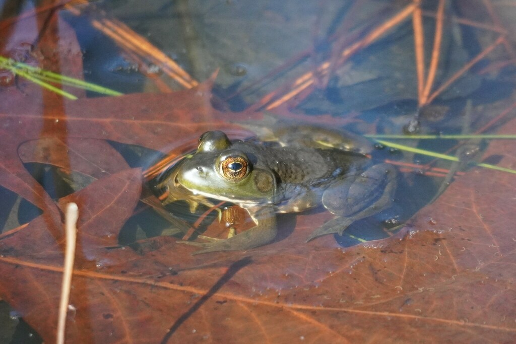 American Bullfrog from Stumpy Lake Natural Area, Virginia Beach, VA ...