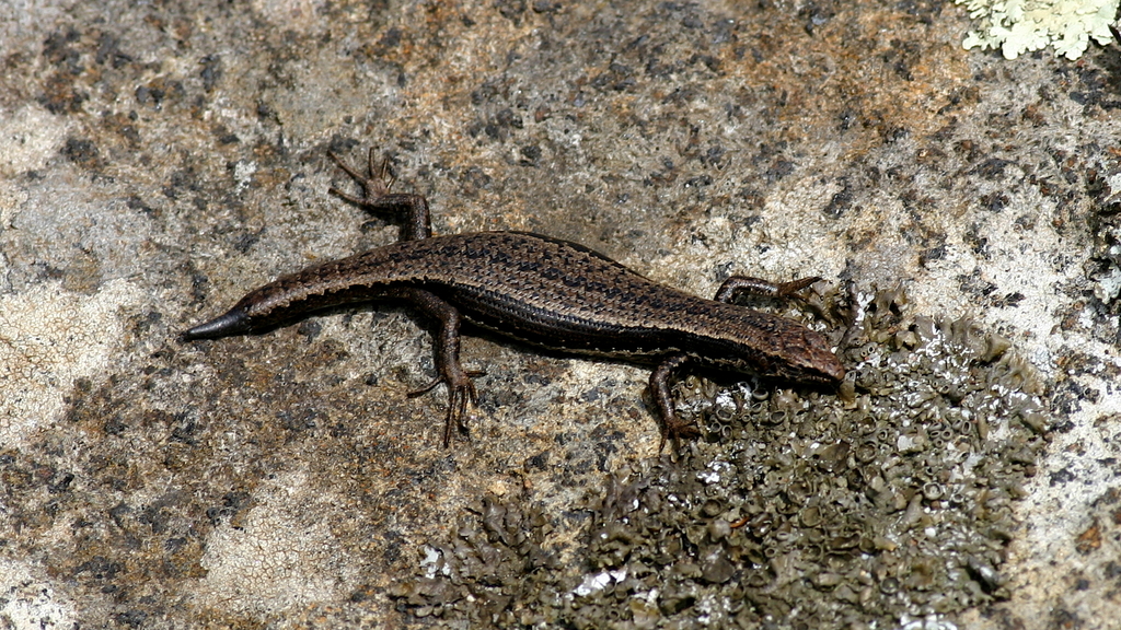 Tasmanian Tree Skink from Stanley TAS 7331, Australia on December 17 ...
