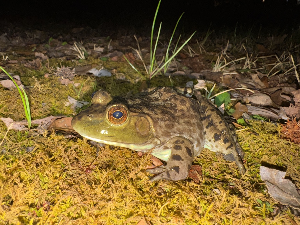 American Bullfrog from Smith Rd, Southside, AL, US on March 11, 2025 at ...