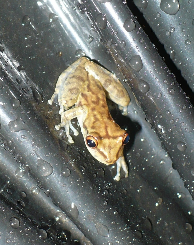 Olive Snouted Tree Frog from Puntarenas Province, Costa Rica on ...
