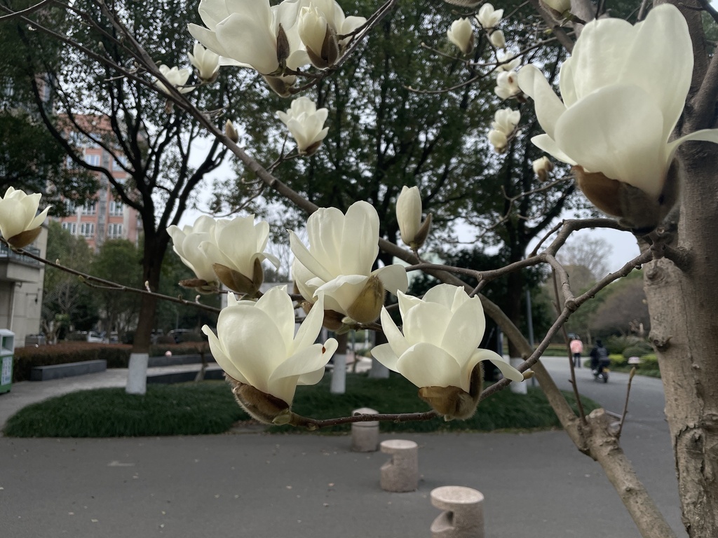 Yulan magnolia in March 2025 by Alex Pintsen JIN · iNaturalist