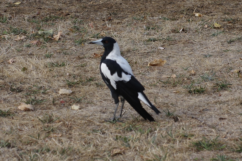 Southeastern White-backed Magpie from Melbourne VIC, Australia on March ...