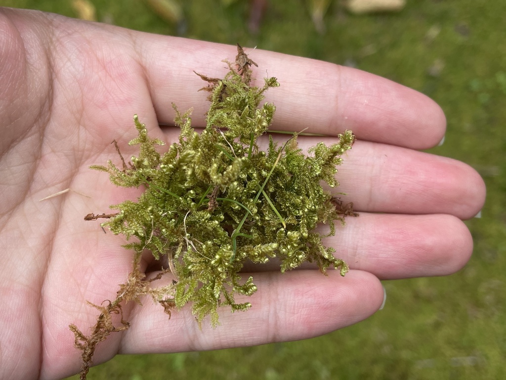 Hypnum plumaeforme from 宁波诺丁汉大学, 宁波市, 浙江省, CN on March 12, 2025 at 10: ...