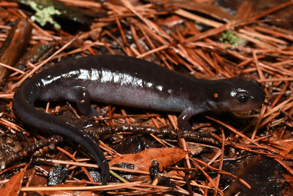 Spotted Salamander in February 2025 by Kevin Smith. Almost patternless ...