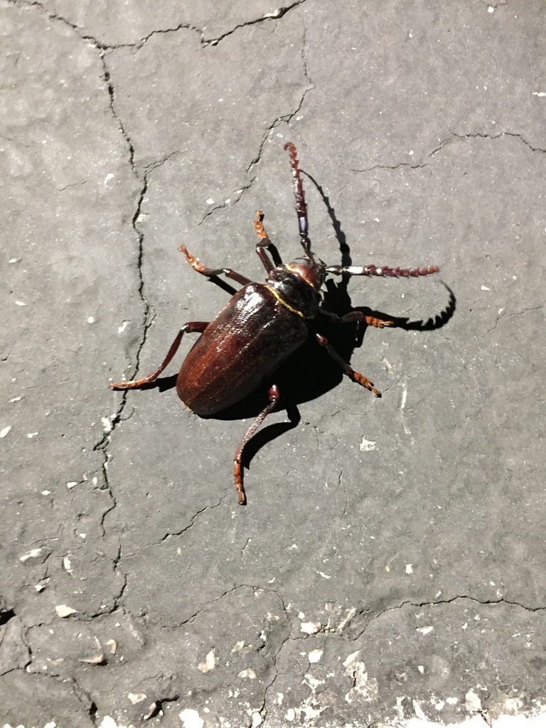 California Root Borer Beetle from 4905 Mount Rushmore Rd, Rapid City ...