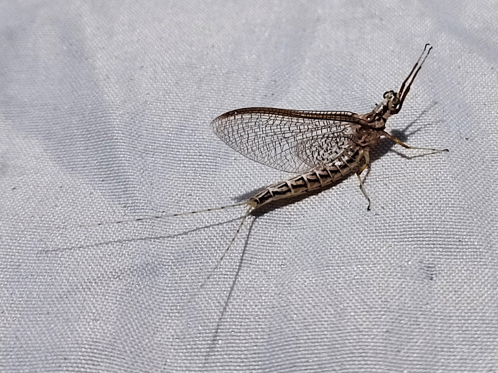 Southern Giant Mayfly from Bojayá, CO-CH, CO on February 24, 2025 at 08 ...