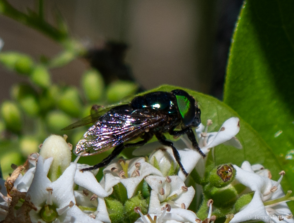 Green Jewel Fly from Hidalgo County, TX, USA on March 10, 2025 at 11:09 ...
