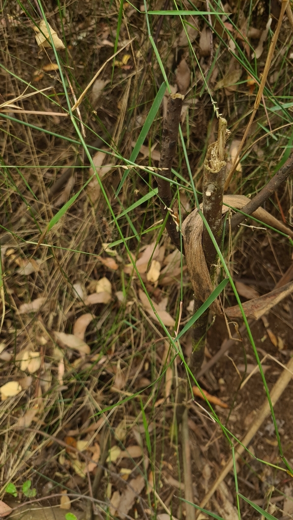 Forest Wire-grass from Fernshaw VIC 3778, Australia on March 12, 2025 ...