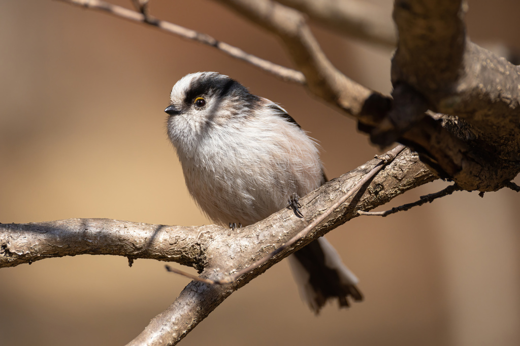 Long-tailed Tit from Kawaguchi, Fujikawaguchiko, Minamitsuru District, Yamanashi 401-0304日本 on ...