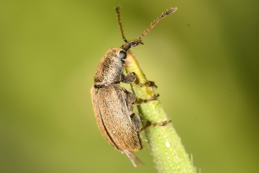 Cimberis from Fair Oaks, CA, USA on March 11, 2025 at 01:36 PM by Hawk ...