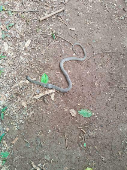 Mayotte Smooth Snake in February 2025 by mmous. Spécimen retrouvé mort ...