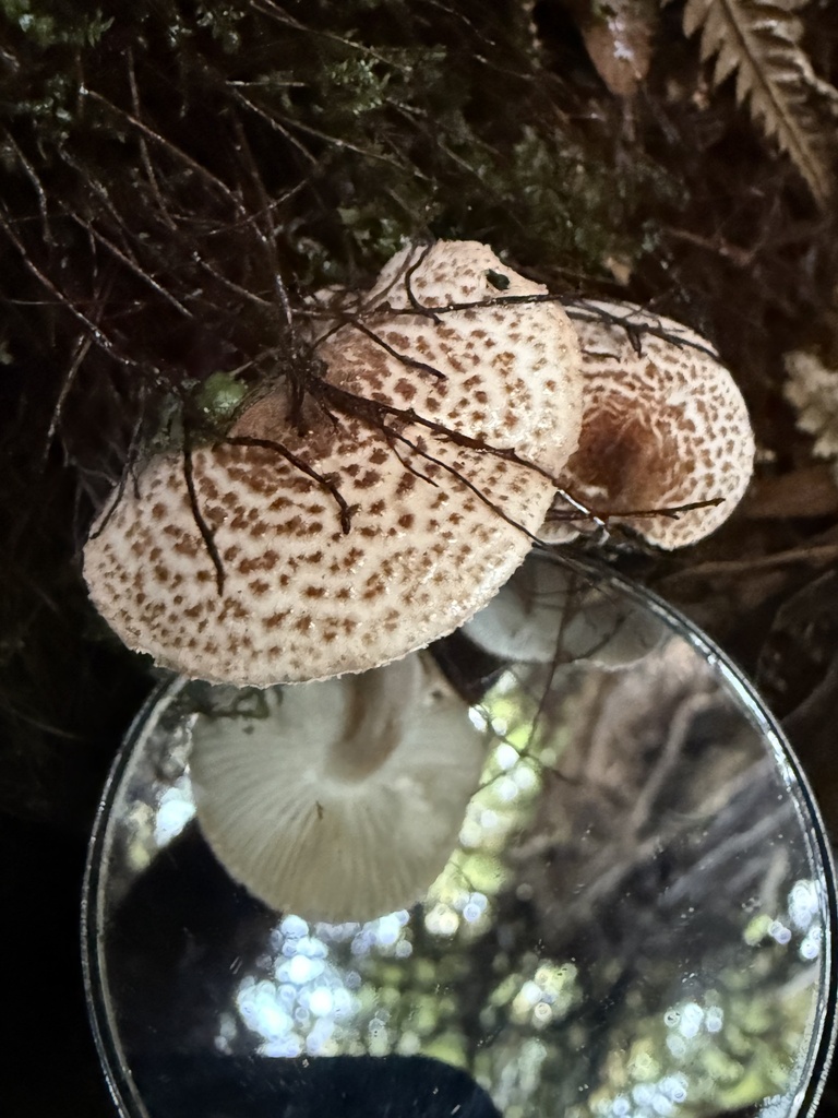 Agaricineae from Tarago River Forest Reserve, Gentle Annie, VIC, AU on ...
