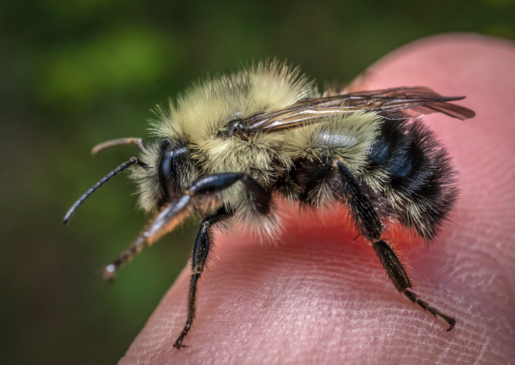 Half-black Bumble Bee from Pennington, MN 56663, USA on August 08, 2019 ...