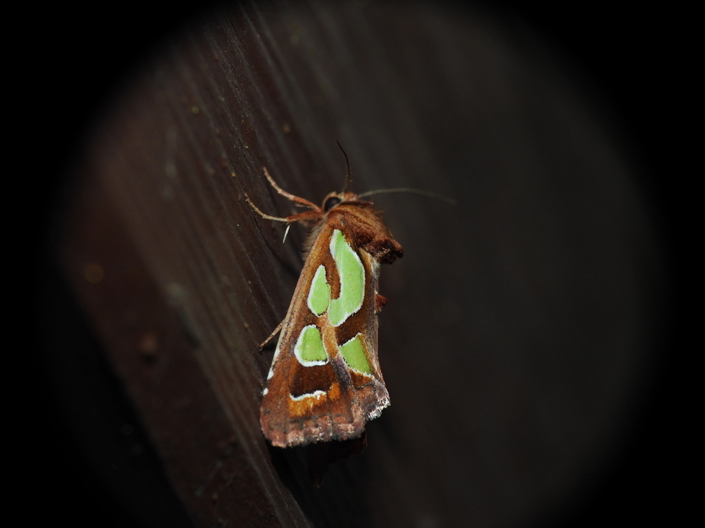 Green-blotched Moth from Coomba Park NSW 2428, Australia on March 12 ...
