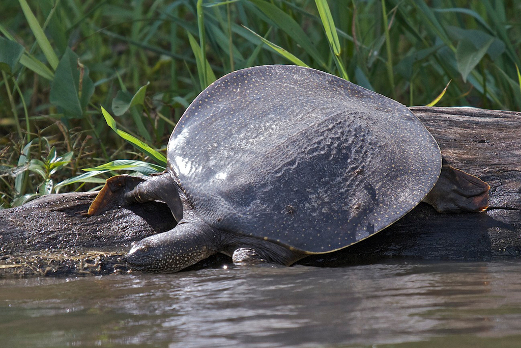 African Softshell Turtle in May 2010 by rjtizard · iNaturalist