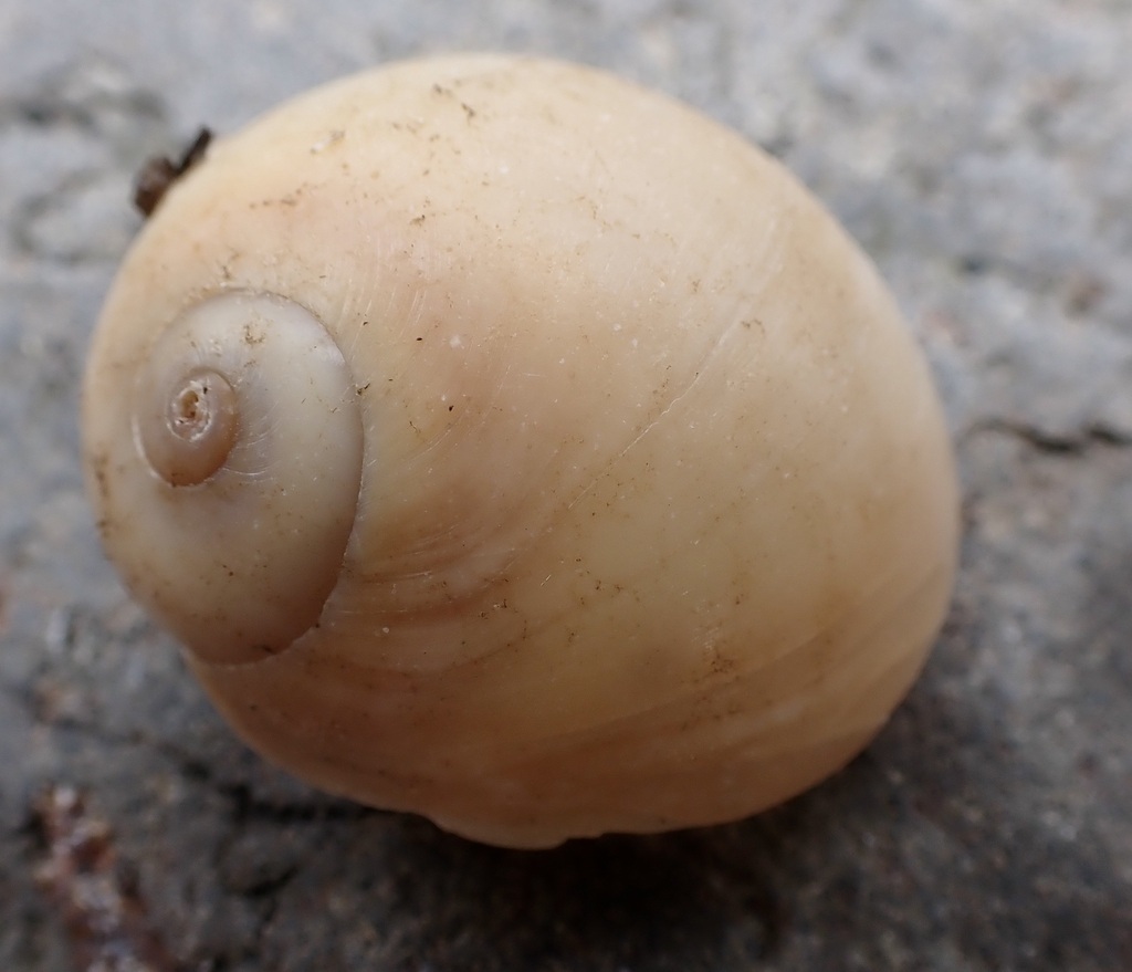 Bladder Moon Snail from Burleigh Heads Rock Shores, QLD, Australia on ...