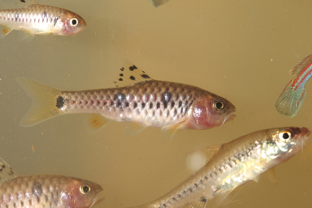 (Enteromius pinnimaculatus) - Marine Life Identification