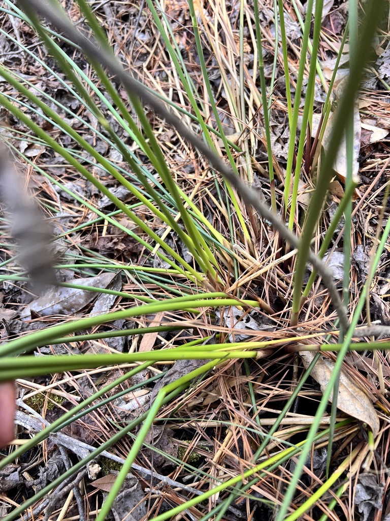 Leathery Rush from Tifton, GA, US on March 11, 2025 at 04:04 PM by ...
