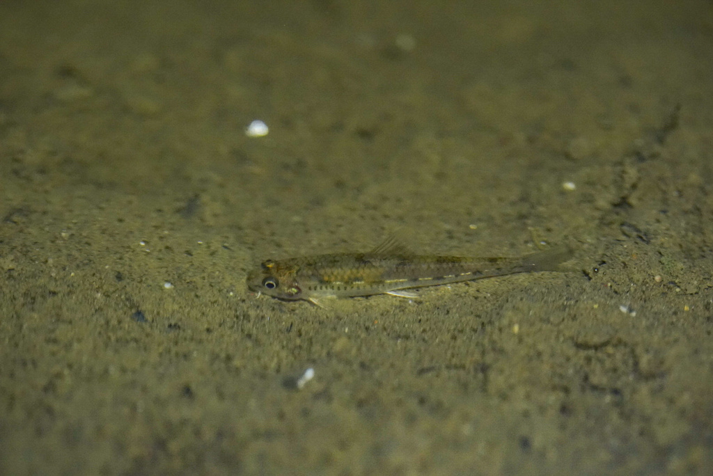 Microphysogobio chinssuensis from 伊洛东路, 河南, CN on June 24, 2024 at 08: ...