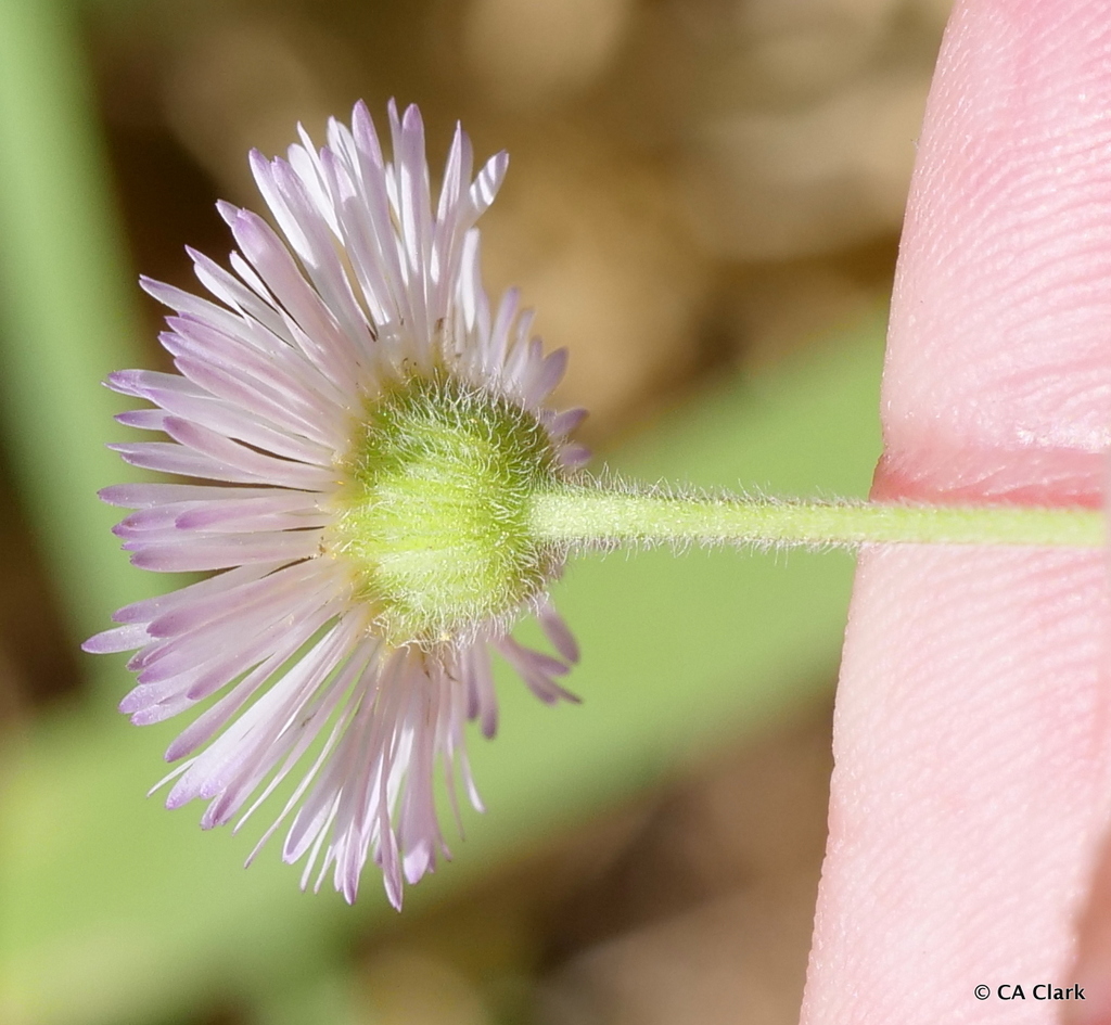 spreading fleabane (Maricopa Native Seed Library) · iNaturalist