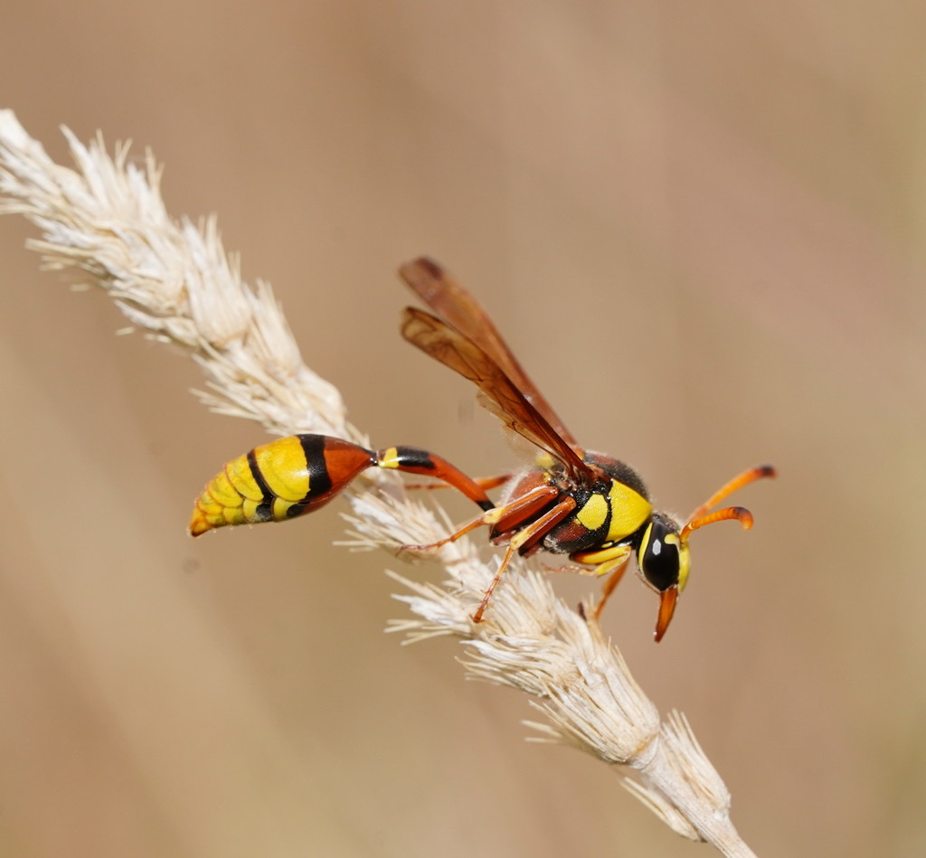 Delta esuriens esuriens from Hughenden QLD 4821, Australia on August 3 ...