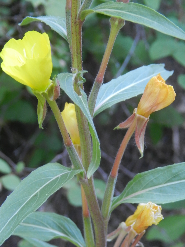 hairy evening primrose (Plants of Barr Lake State Park) · iNaturalist