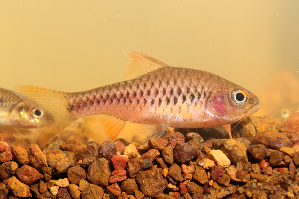 Enteromius chiumbeensis from Boumi-Louetsi, Gabon on October 10, 2017 ...