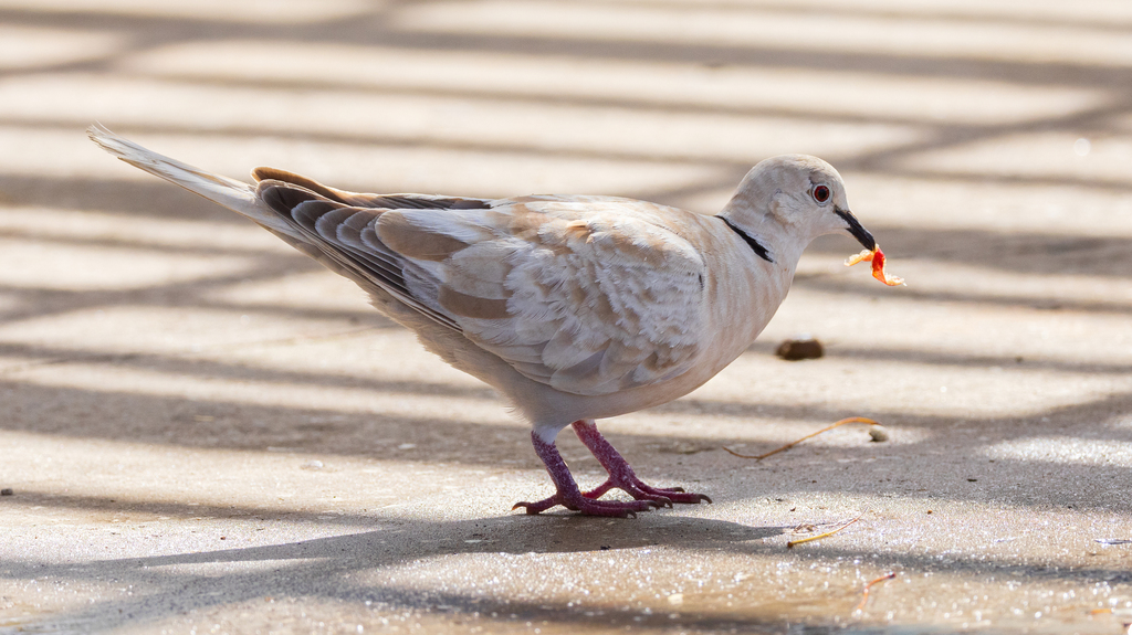 Turtle-Doves and Collared-Doves from Saint Peter Barbados on February ...