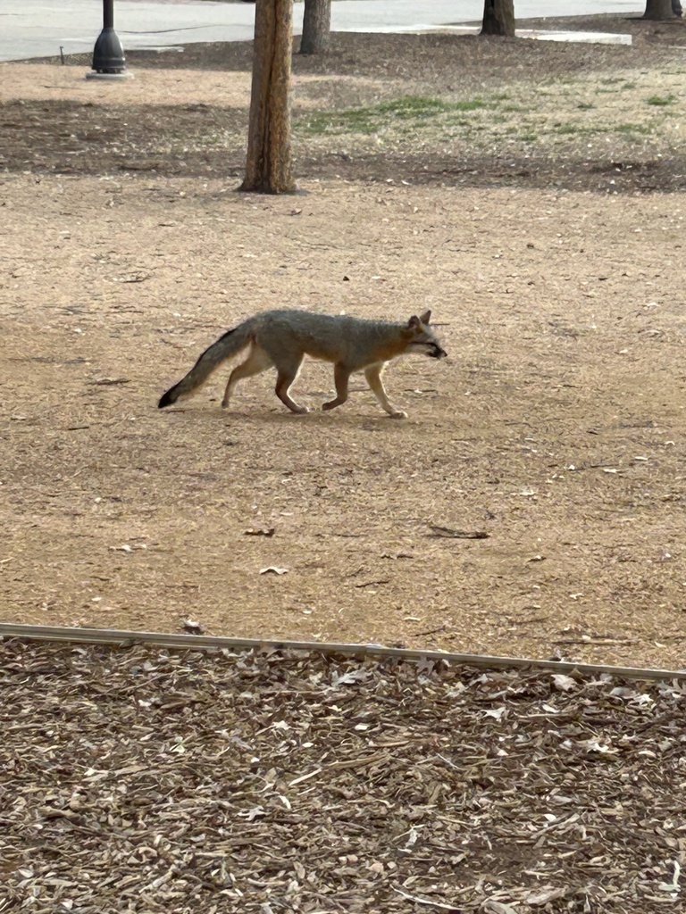 Gray Fox from Texas Tech University, Lubbock, TX, US on March 12, 2025 ...