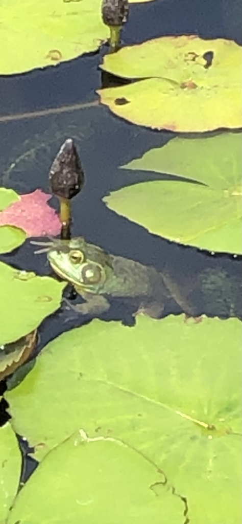 American Bullfrog from Atlanta Botanical Garden, Atlanta, GA, US on ...