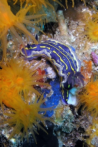 Giant Doris (Hypselodoris picta) · iNaturalist