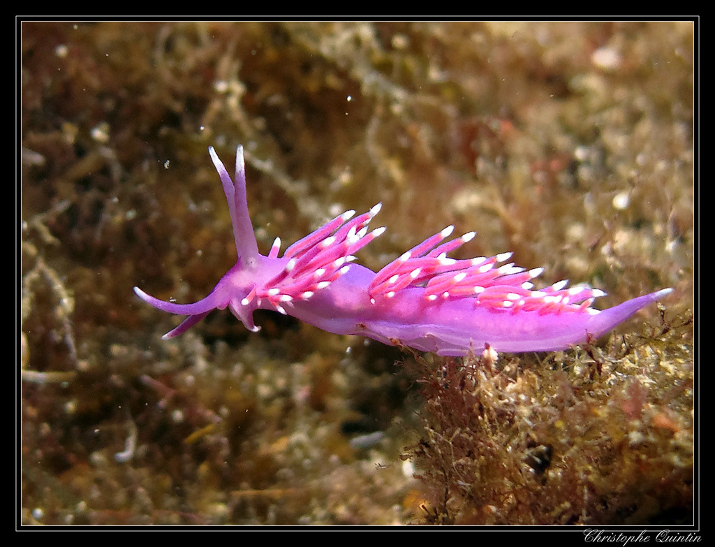 Pink Coryphella (Οδηγός Πεδίου για τα Γυμνοβράγχια (Nudibranchs ...