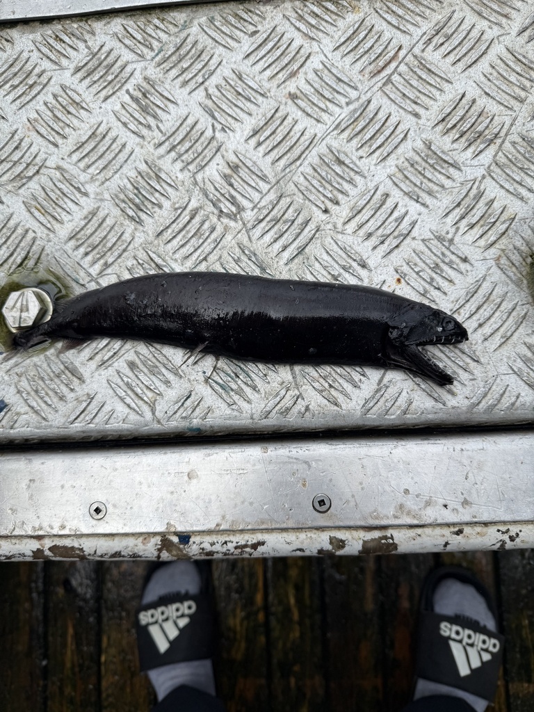 Threelight Dragonfish from North Atlantic Ocean on March 12, 2025 at 11 ...