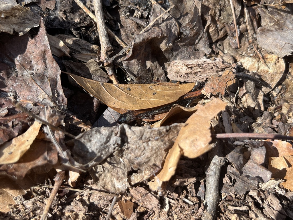 Eastern Red-backed Salamander in March 2025 by Matthew · iNaturalist