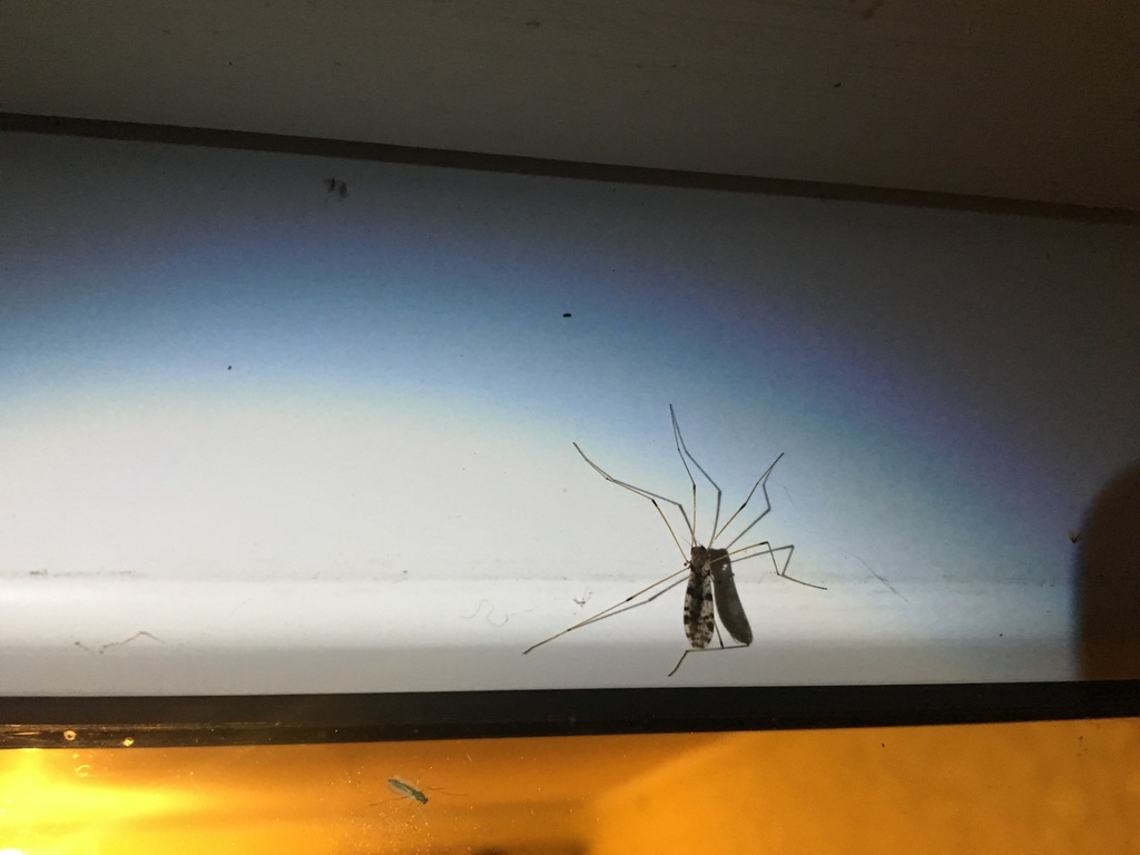 Limnophila Crane Flies from Sariai, Lithuania on August 9, 2019 at 12: ...